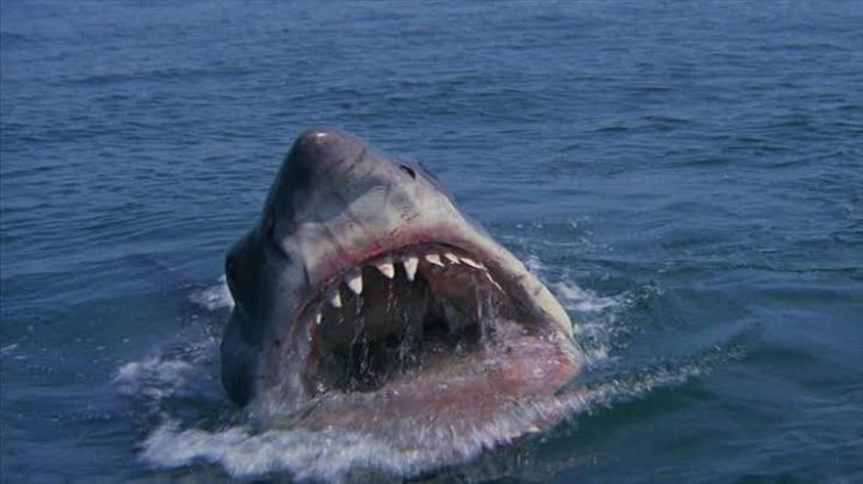 Jaws-REVIEW – The Martini Shot