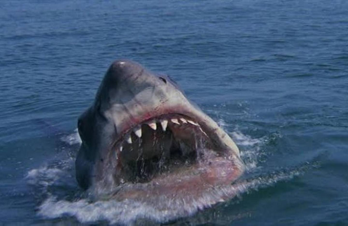 Jaws-REVIEW – The Martini Shot